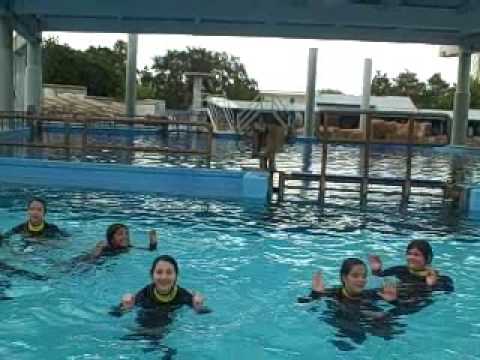 swim with shamu - YouTube