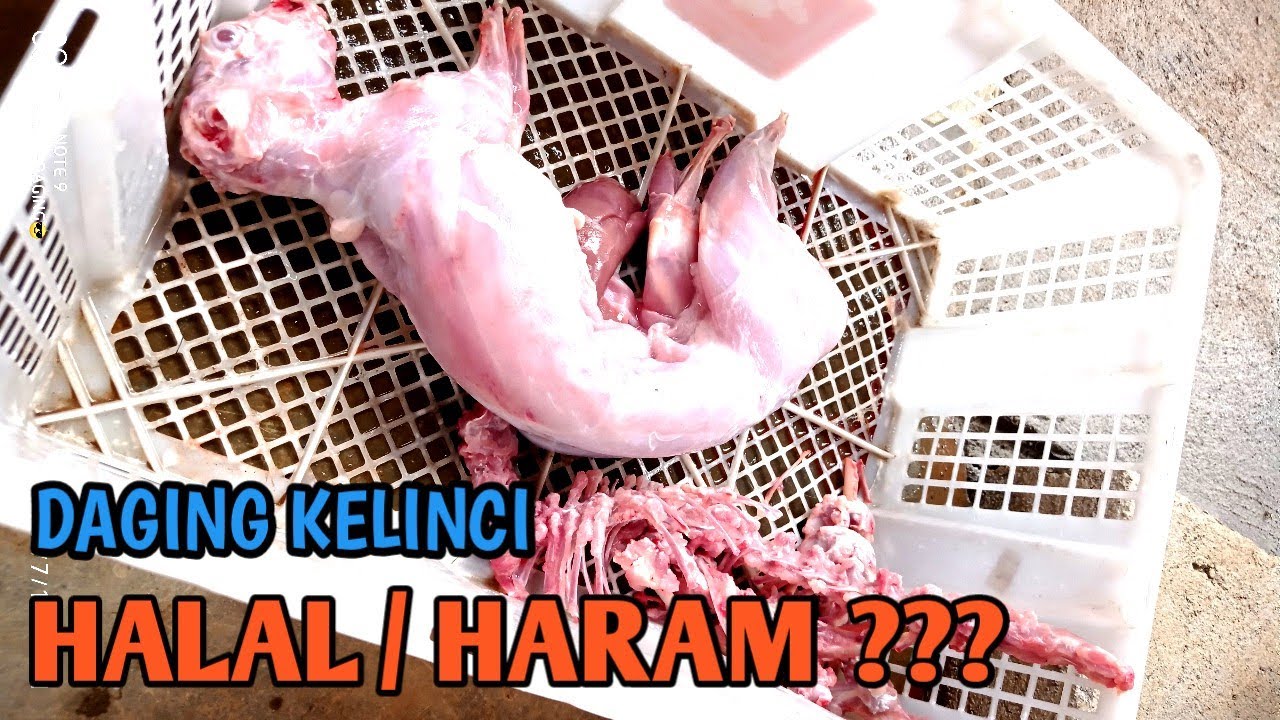 DAGING KELINCI APAKAH HARAM?? - YouTube