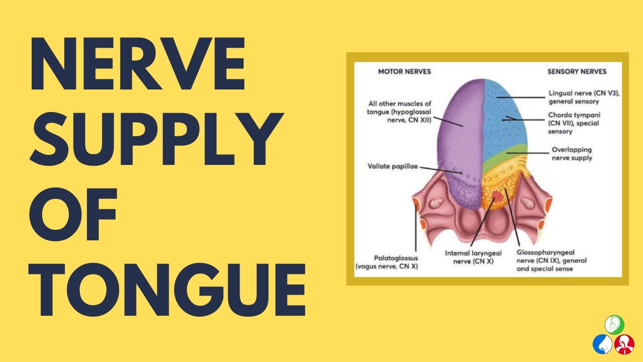 Nerve Supply of Tongue | Anatomy of Tongue - YouTube