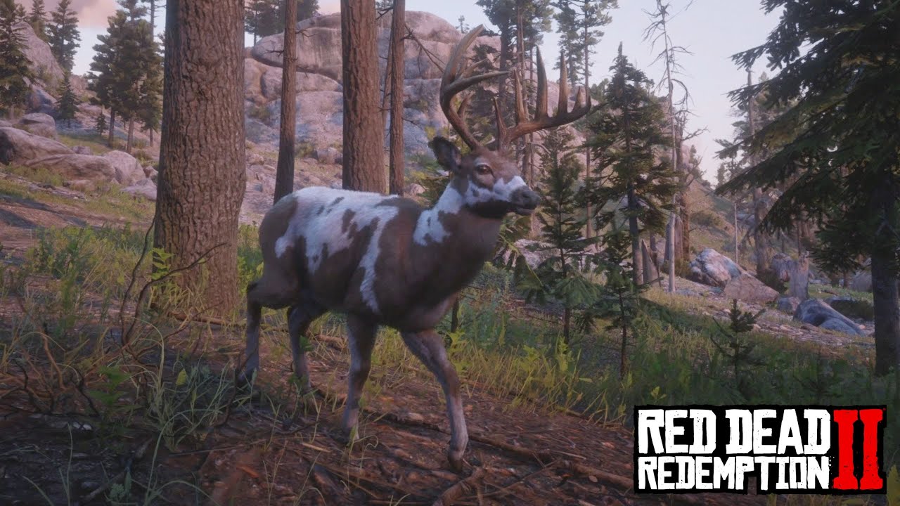 Red Dead Redemption 2 - Legendary Buck (Location & Hunt) - YouTube