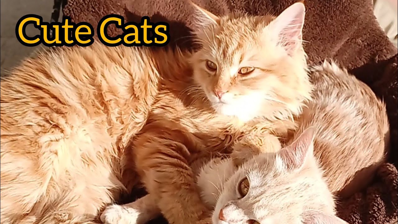 My new vlog with cute cats || cute cats in hunza - YouTube