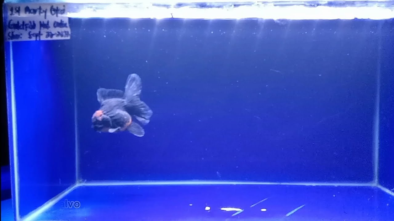 Fancy Redhead Calico Metallic Goldfish - YouTube