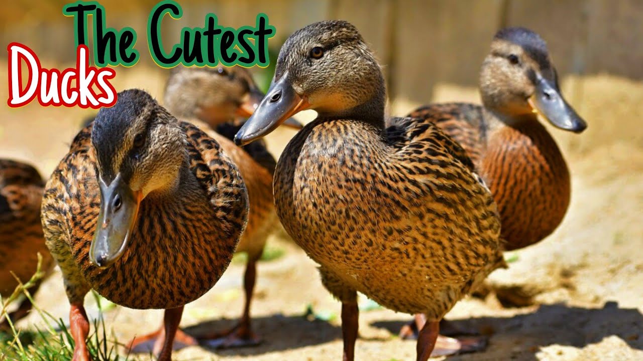 The Most Beautiful Animals Life In The Village : Animals Life - Animals ...