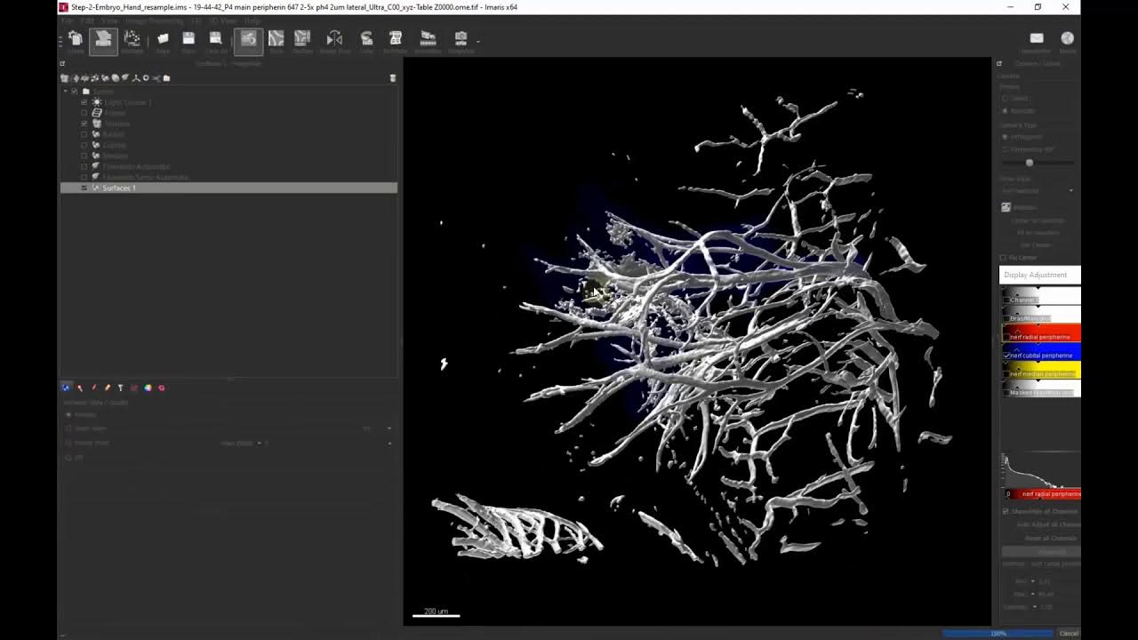 Lesson 4 - How to use advanced 3D visualization tools in Imaris - YouTube