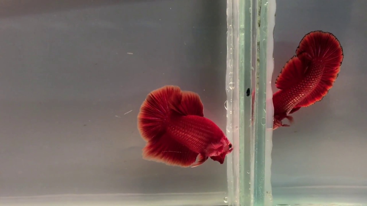 BT051216A: Red HMPK brothers - 20 weeks old! - YouTube