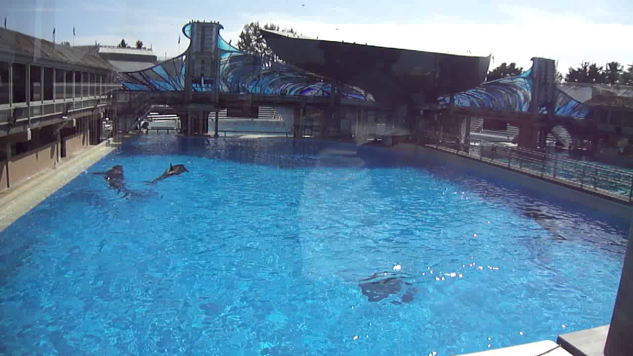 Keet and Ikaika in the Med Pool - SeaWorld San Diego - May 17 2014 ...