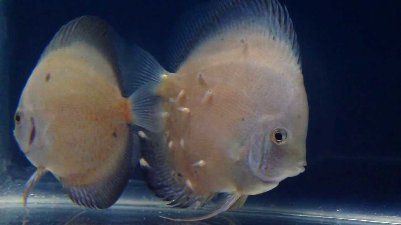 Snow Leopard Discus Day - 11 - YouTube