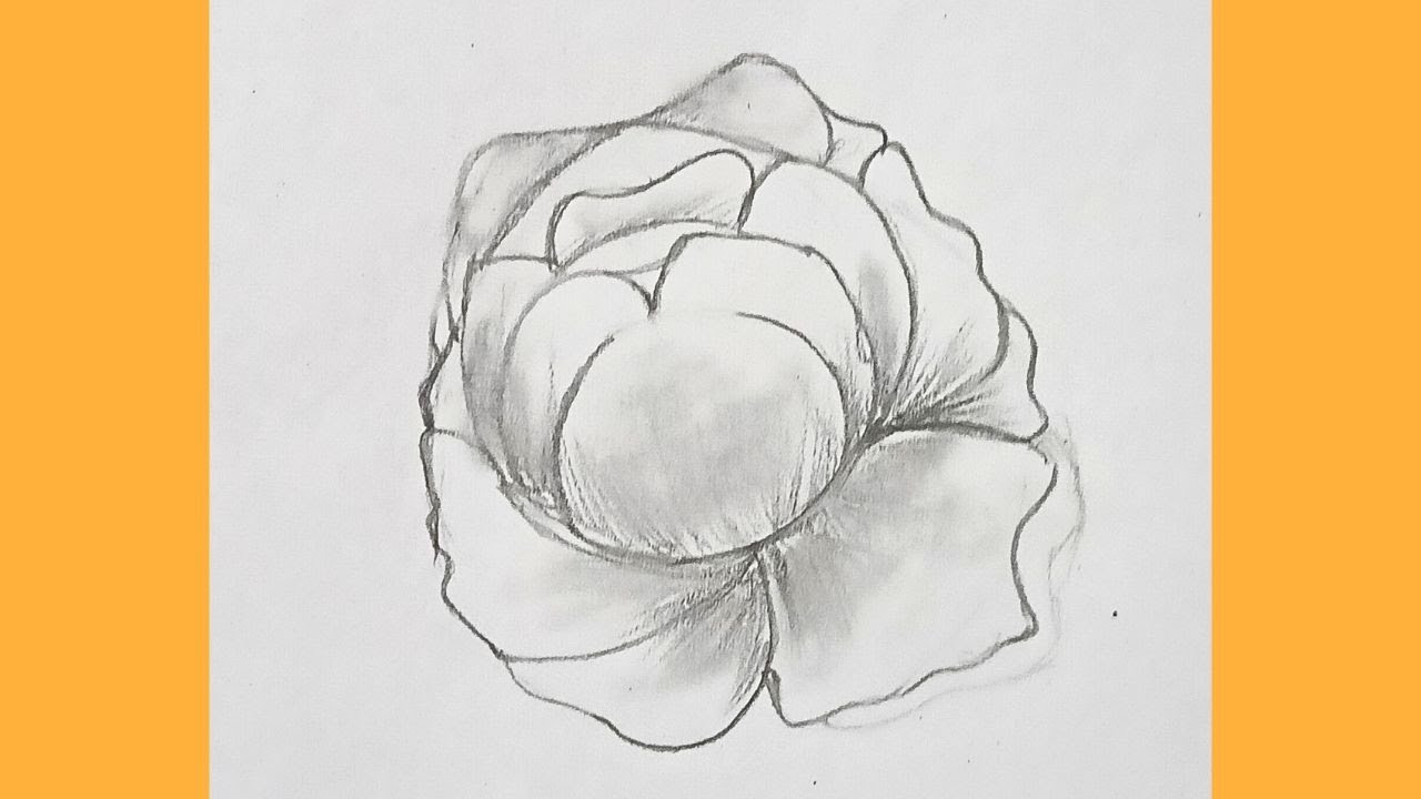 How to draw a peony step by step/peony flower bloom drawing - YouTube