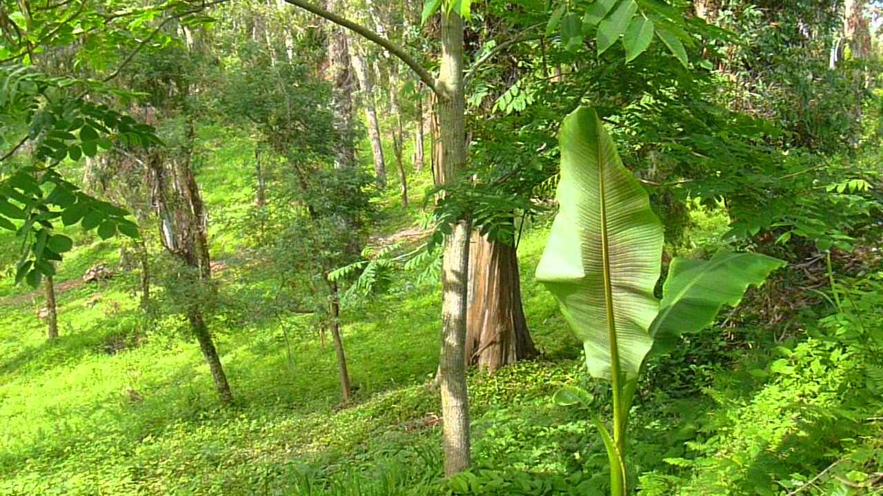 The dancing Plant - YouTube