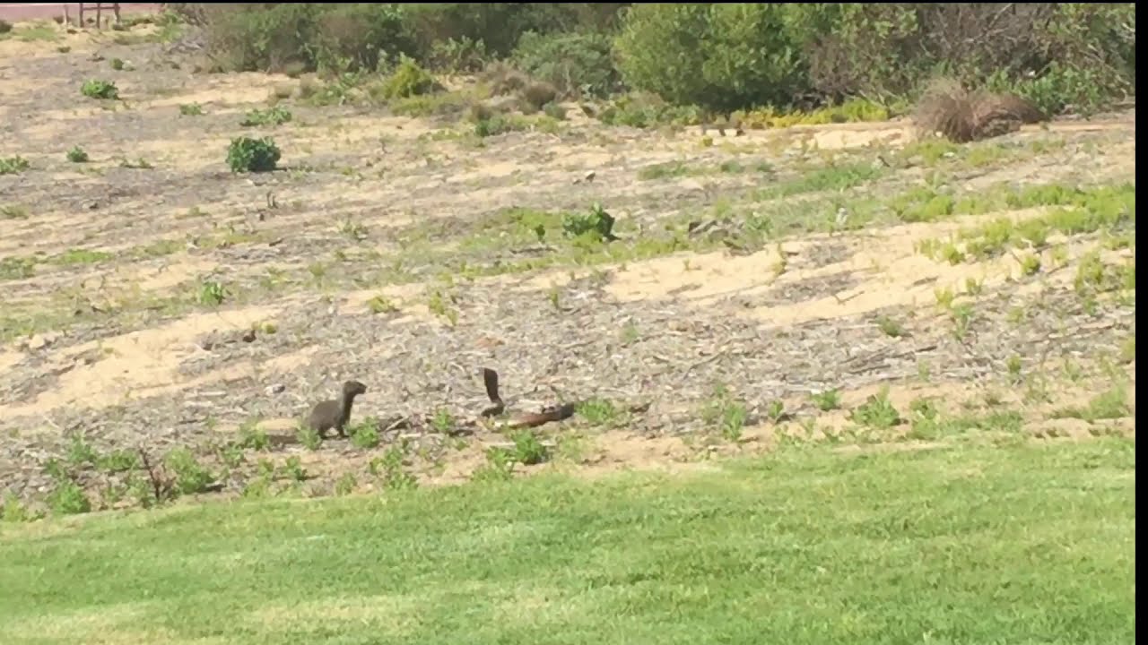 Cape Cobra vs Mongoose fight till death on my front lawn. - YouTube