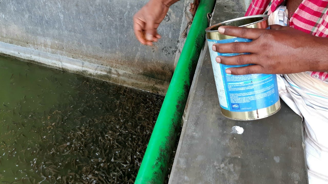 চৌবাচ্চায় শোল মাছ চাষ ব্যবস্থা/Snakehead Fish Farming in Tank - YouTube