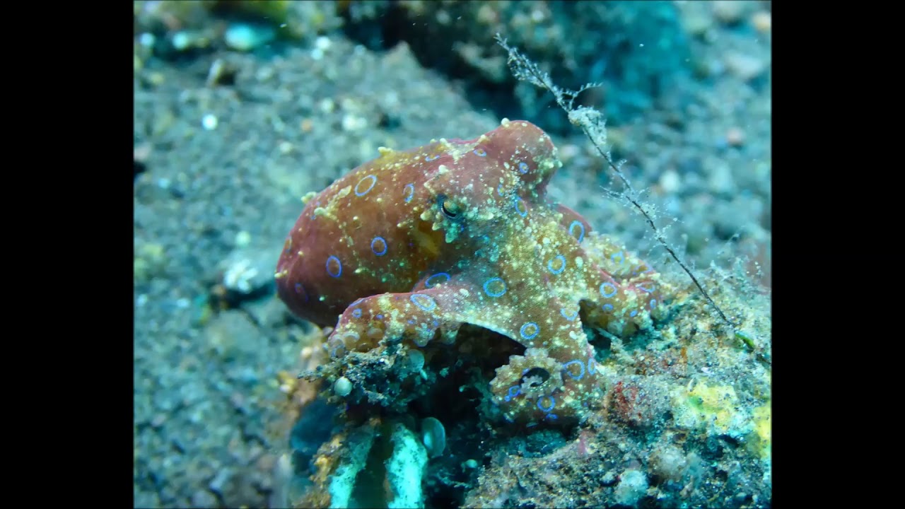World's Most Deadly Octopus - YouTube