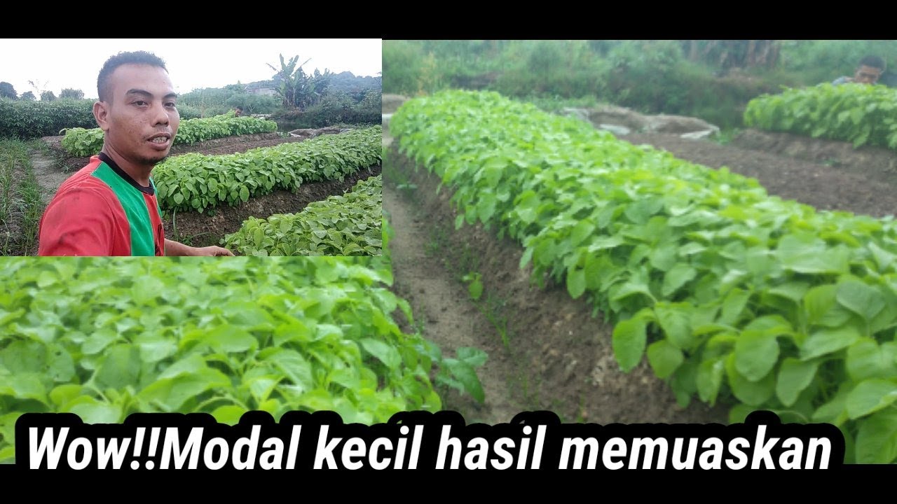 Panen bayam cabut|| Harvest spinach - YouTube
