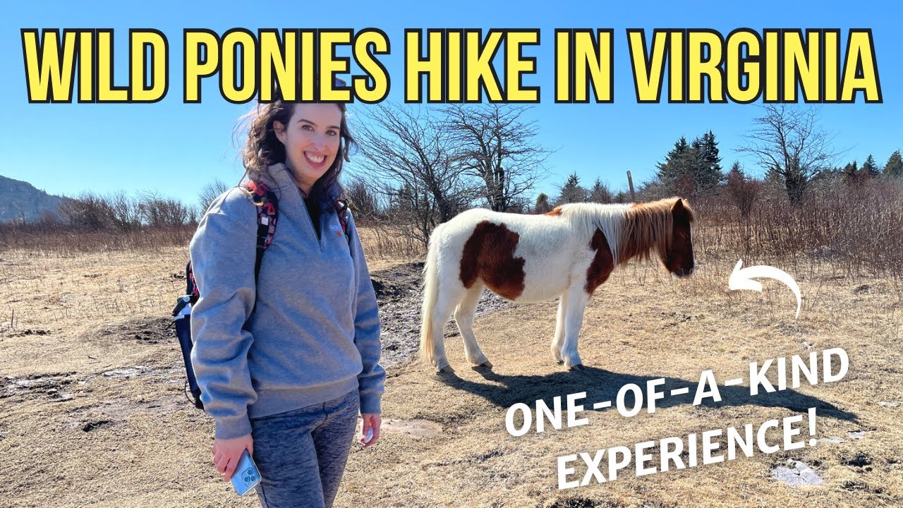 Hiking with Wild Ponies at Grayson Highlands State Park: Horse Trail ...