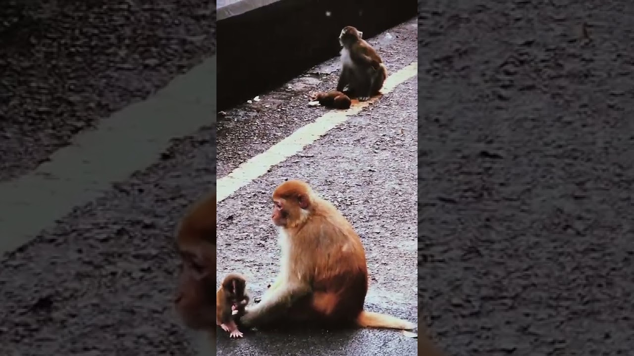 Monkey, baby monkey, cute monkey, bon bon monkey, wild animals110 - YouTube