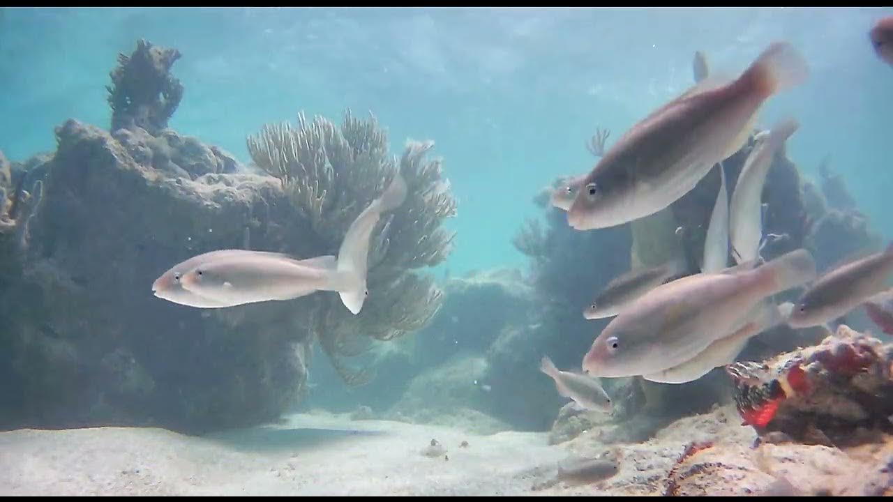 SPOT X Orpheus Subsea Camera - YouTube