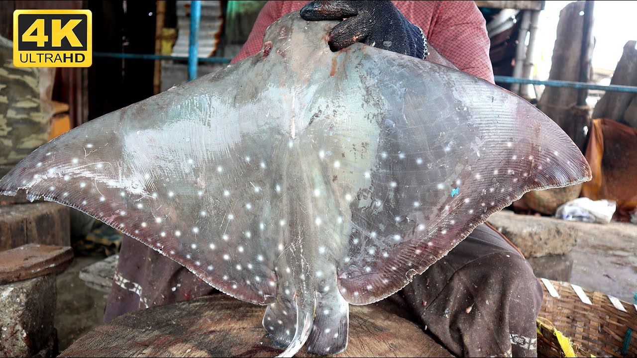 BIG SIZE VERY RARE KURUVI THIRUKKAI FISH FISH CUTTING IN KASIMEDU FISH ...