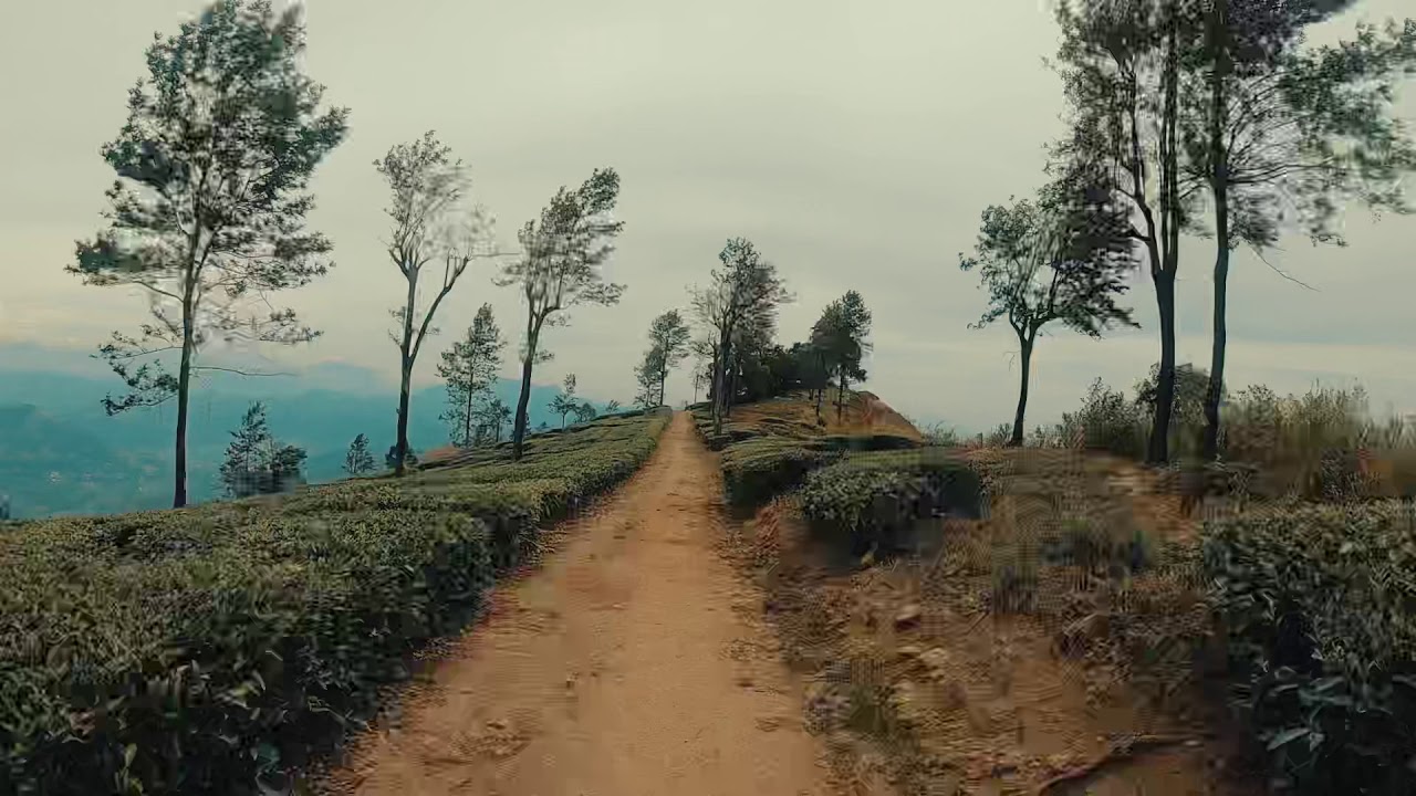 Visit to The Sentry | Telbedde Tea Estate | Badulla | Sri Lanka - YouTube