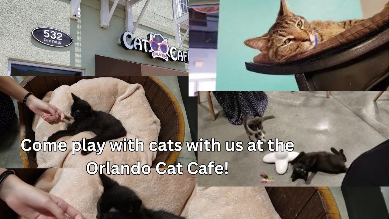 Come with us to play with cats! Orlando Cat Cafe - YouTube
