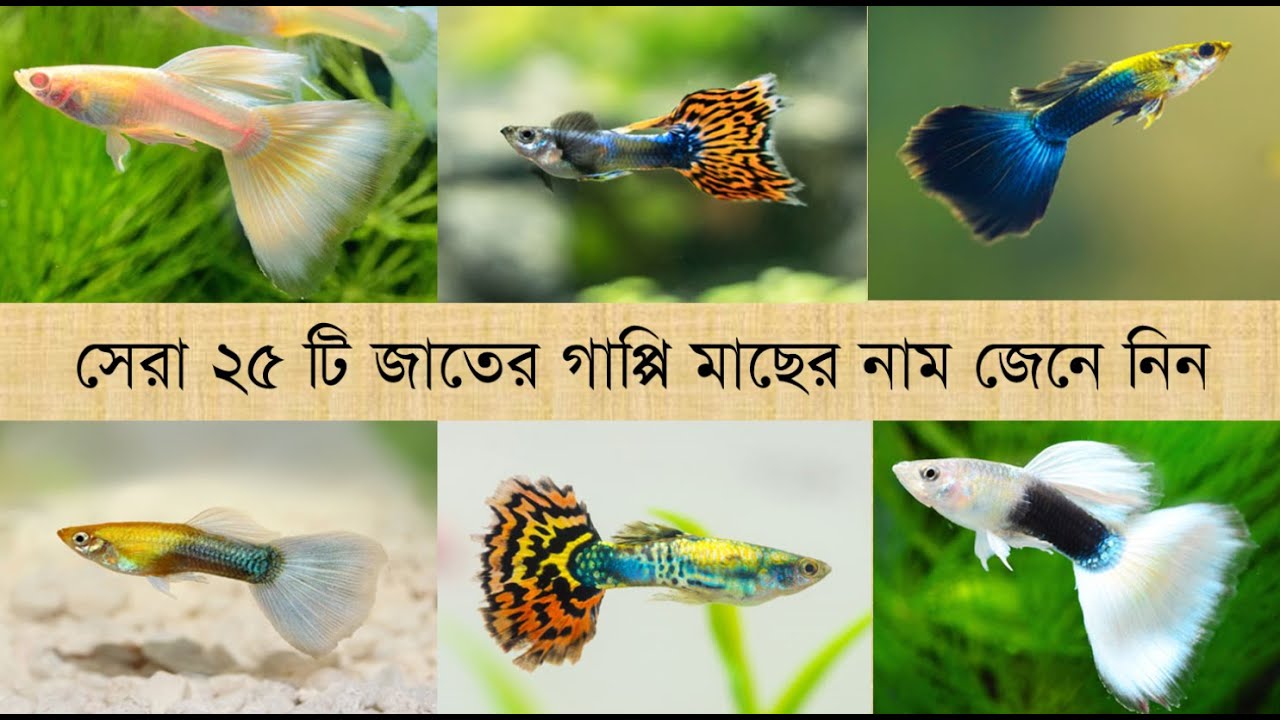 Top 25 Varieties of Guppy Fish Names।। সেরা ২৫ টি জাতের গাপ্পি মাছের ...