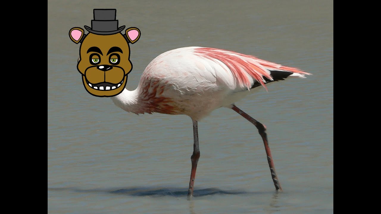 Flamingo Youtube