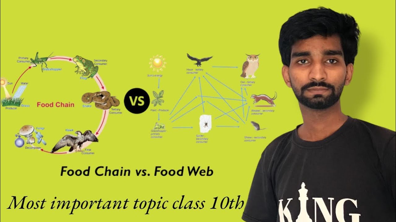 खाद्य श्रृंखला एवं खाद्य जाल (Food Chain & Food Web)|| class 10th ...