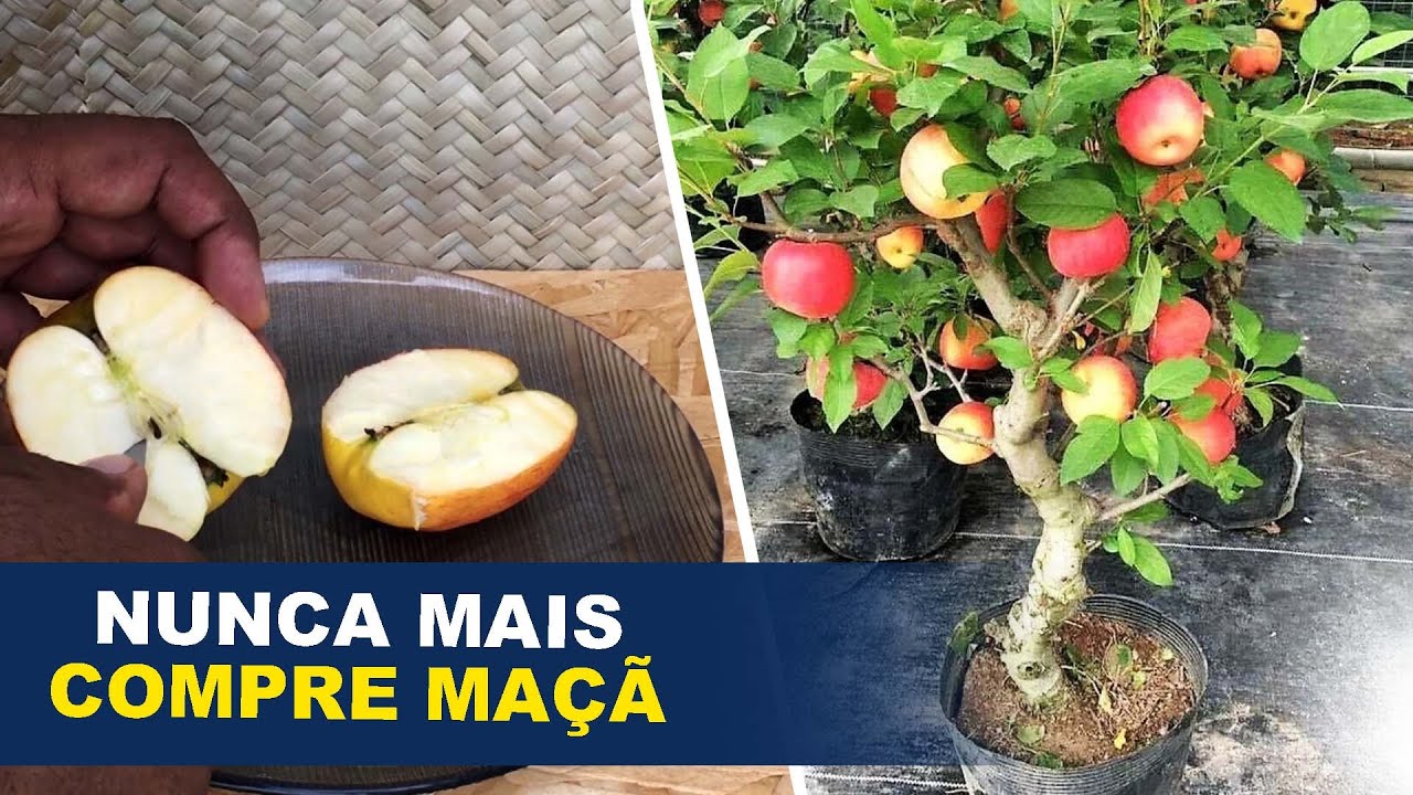 How to Plant an Apple in a Pot - Step by Step - YouTube