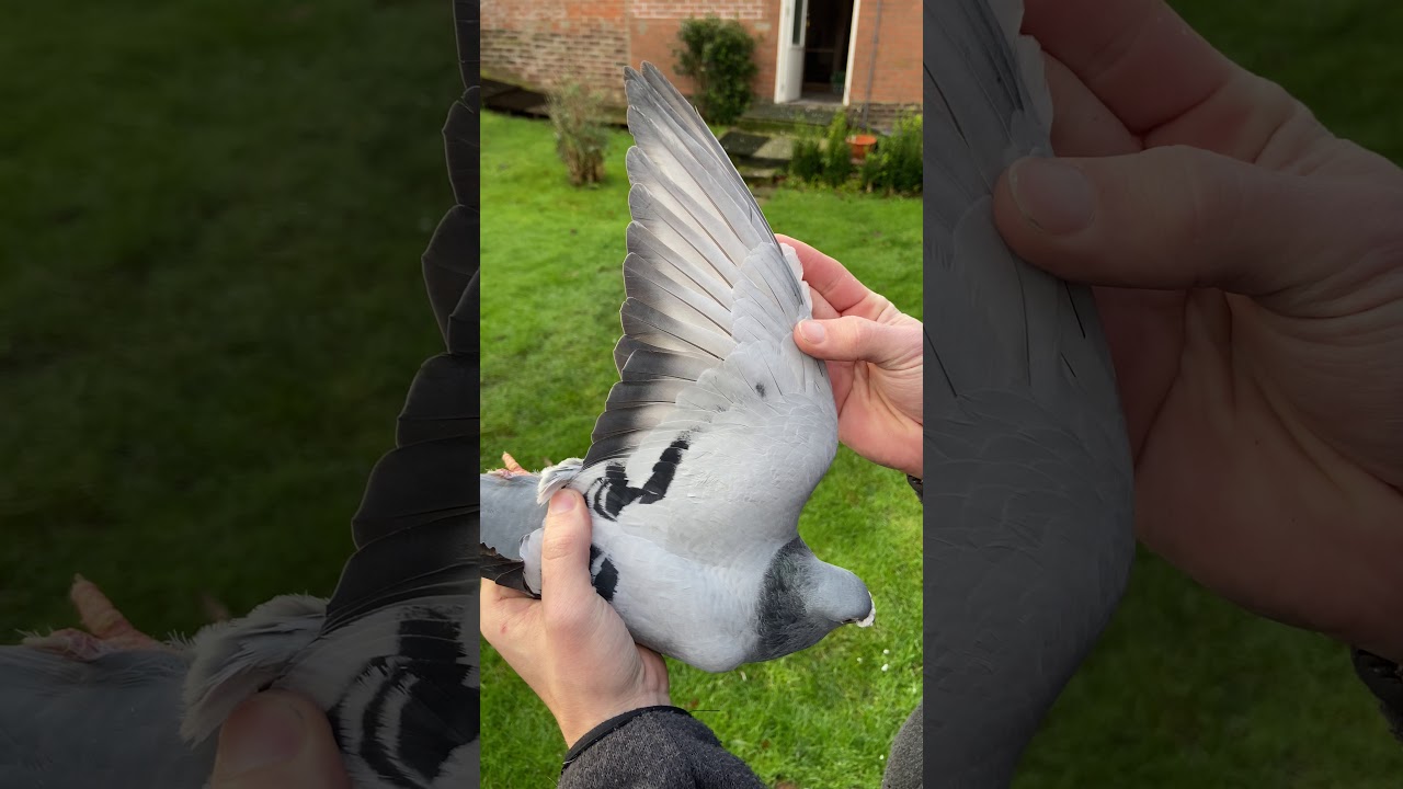 NL12-1057816 veiling "Tim Penders" - YouTube