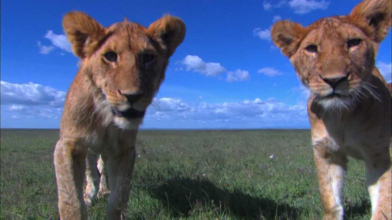 animal test blue ray video hd 1080p - YouTube