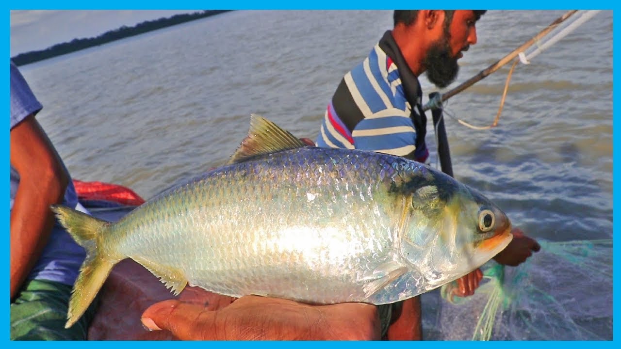 Amazing Fast Hilsa Fishing Skill (PART 39) - Catching Hilsa Fish Big on ...