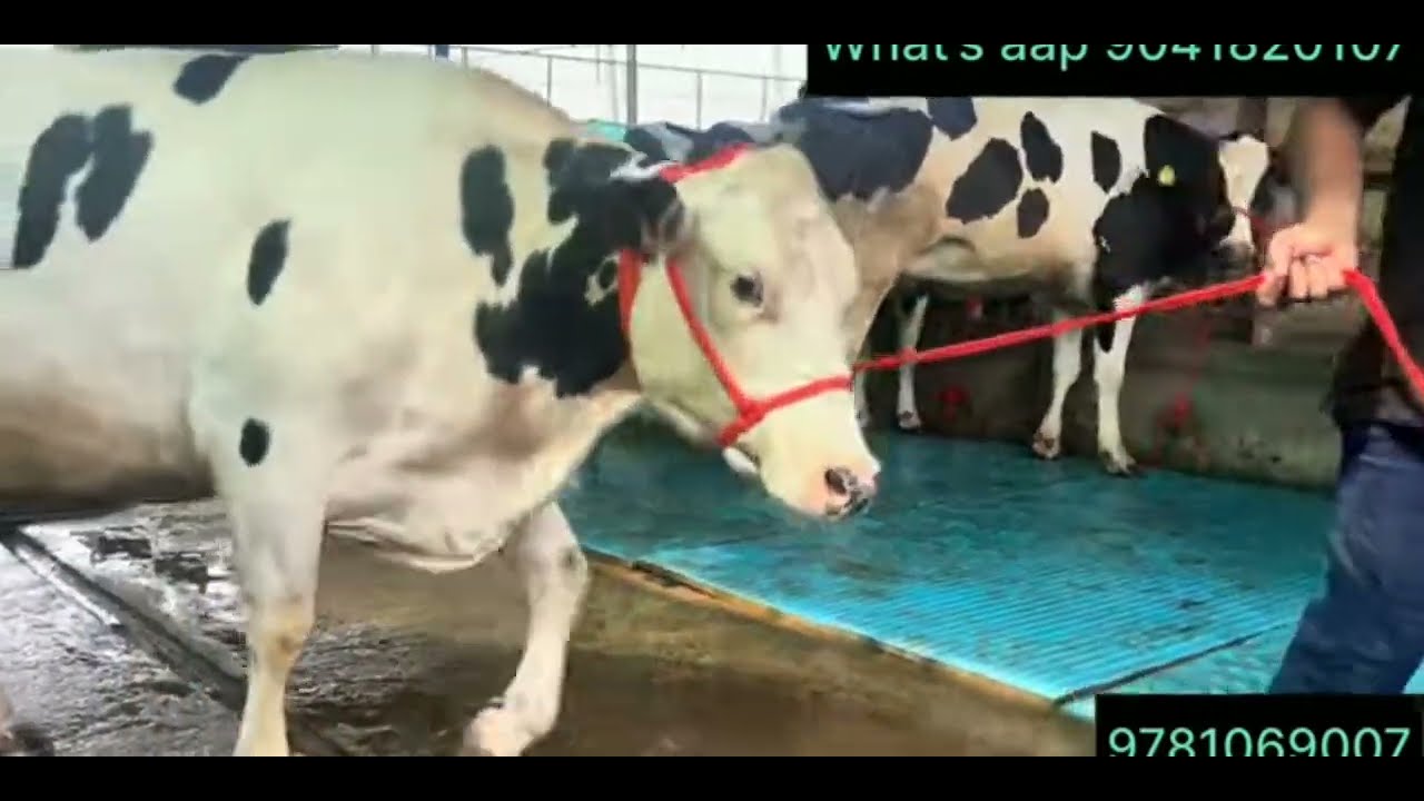 30 heifers👌would wide sires pdfa Abs Denmark 35+milk Please like and subs... - YouTube