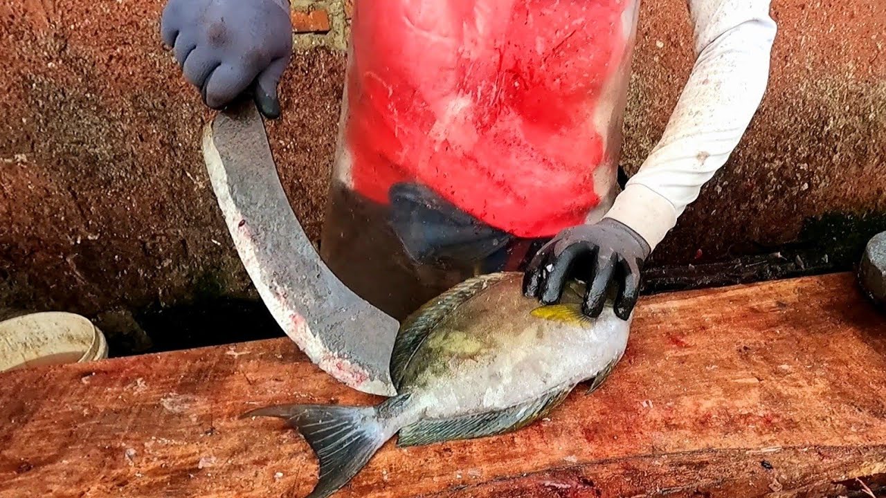 SKILL FULL | RABBIT FISH | ජෙට්ටා - JETTA - YouTube