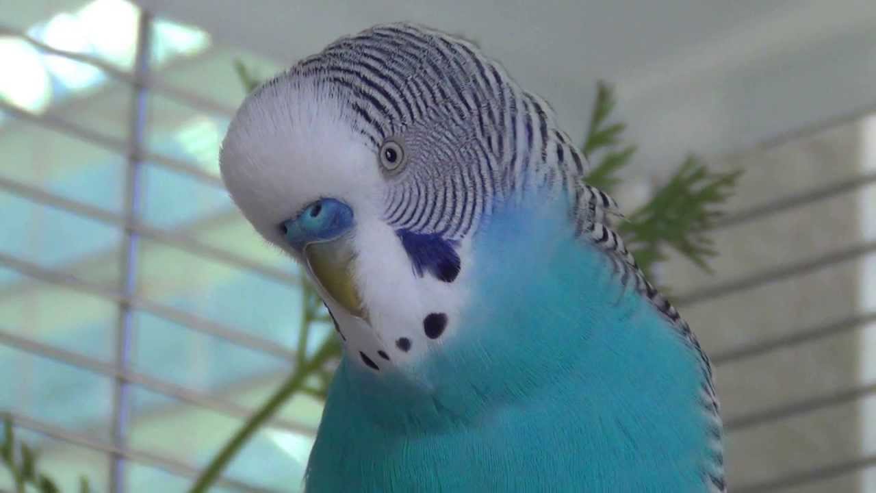 Budgies, Booda Comfy Perch, and a Vision Bird Cage - YouTube