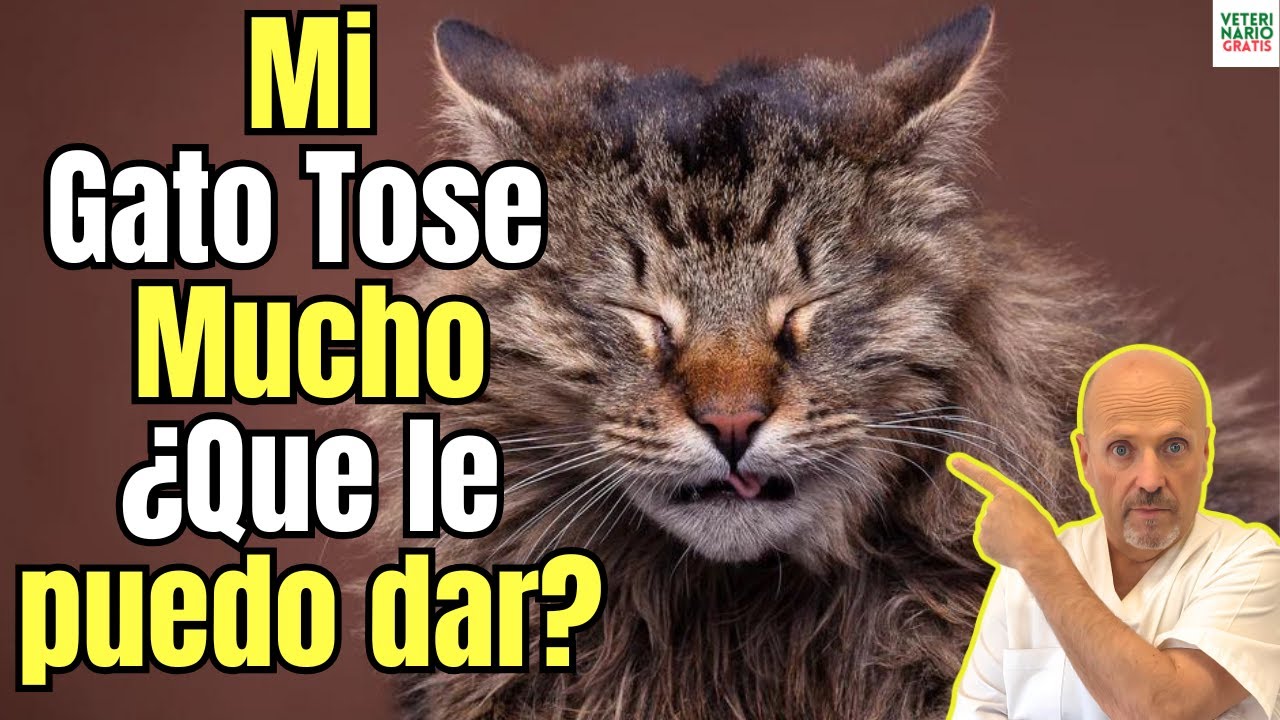 🆘 MI GATO TOSE MUCHO ¿QUE REMEDIO CASERO SIRVE PARA LA TOS EN GATOS? 🆘 ...