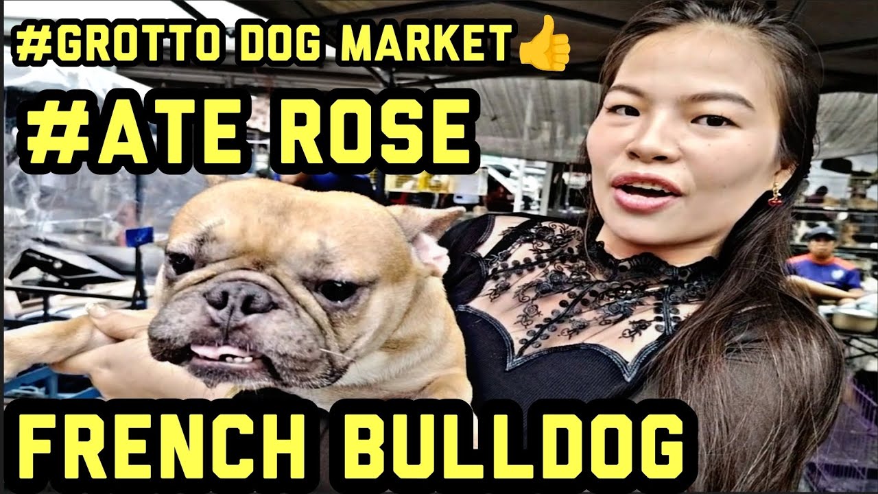 #Grotto Dog Market#Machong french bulldog ni Ate Rose petshop 👍🤩 ️ ...