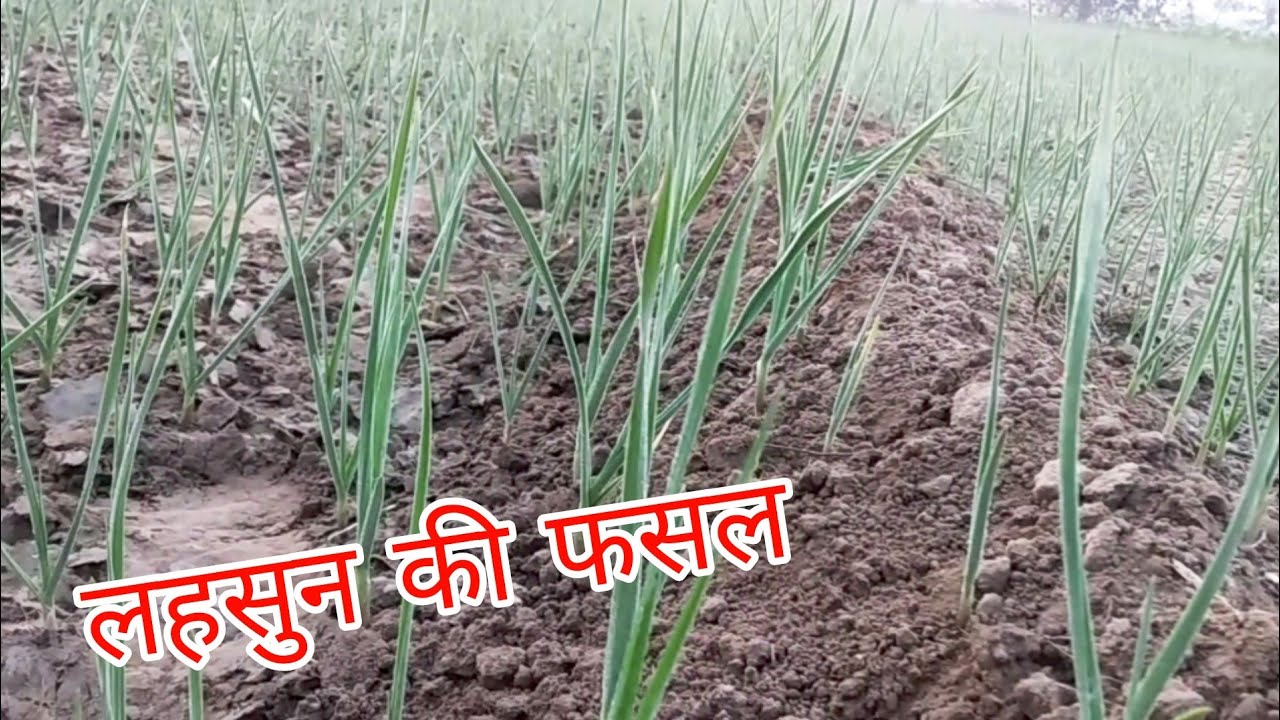 लहसुन की फसल 🍀🍀🍀 _ Garlic farming _ graduate chutiyapa - YouTube