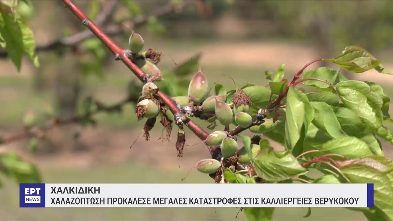 Χαλκιδική: Καταστροφές στις καλλιέργειες βερίκοκου από το χαλάζι | 07 ...