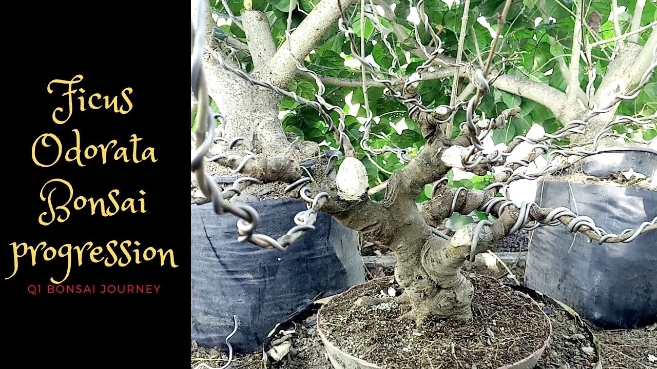 HOW TO MAKE A FICUS ODORATA BONSAI FROM CUTTING / IS-IS / PAKILING ...
