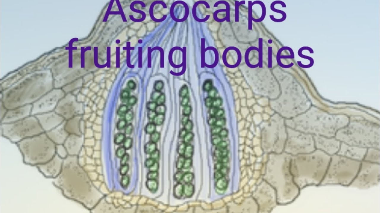 Ascocarps sexual fruiting bodies of ascomycota - YouTube