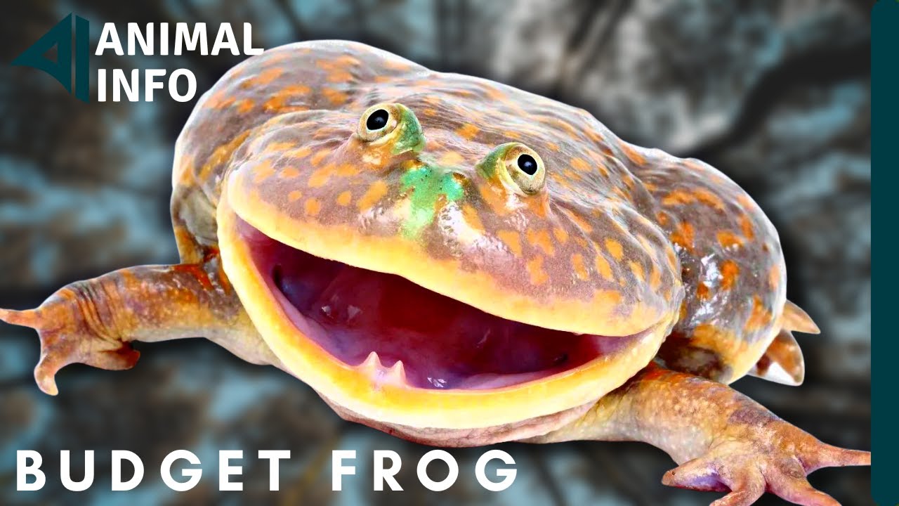 BUDGET FROG AKA KRUEGER FROG CARE TIPS │ Cara Memeilihara Budget Frog ...