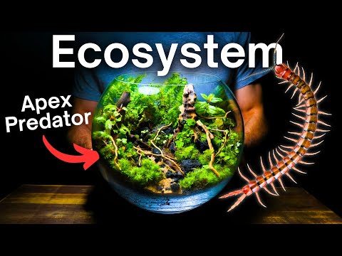 Creating a Multi Species Ecosystem Inside a Glass Bowl!