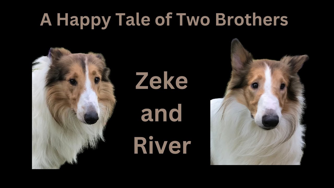 A Happy Tale of Two Collie Brothers - Zeke and River - YouTube