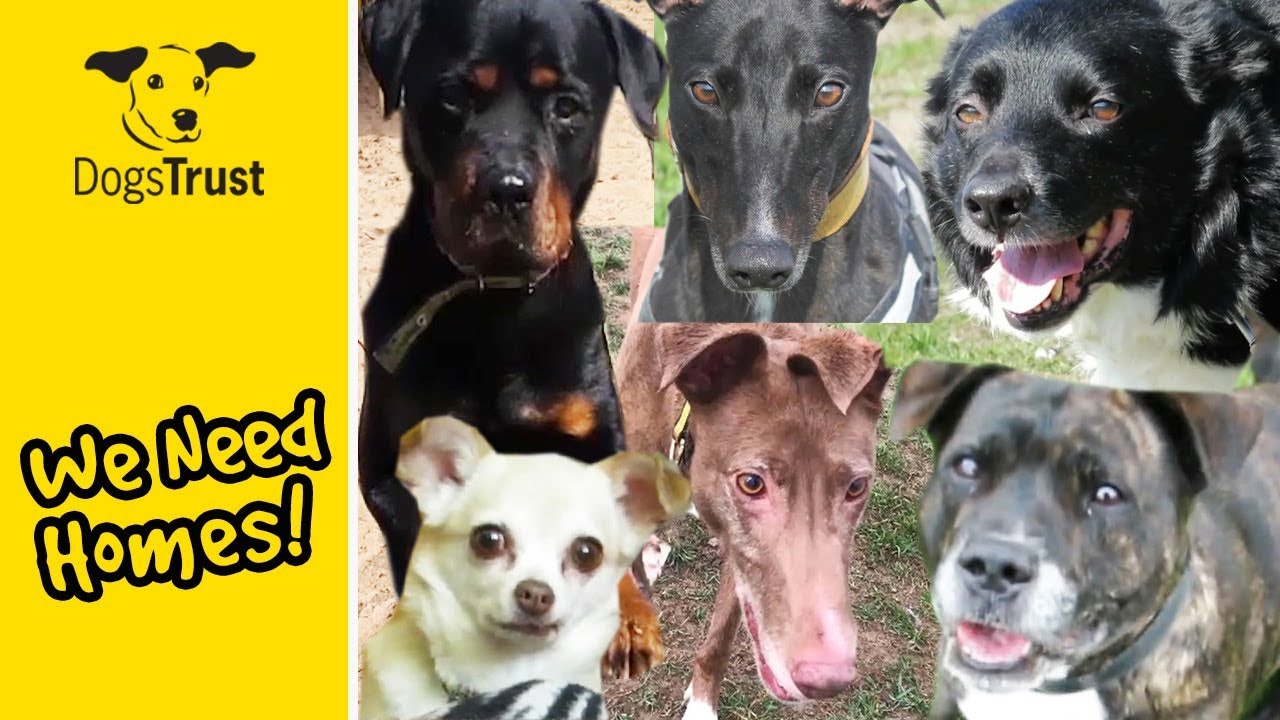 Our Dogs of the Week Pt. 2 | Can You Give Them a Home? | Dogs Trust ...