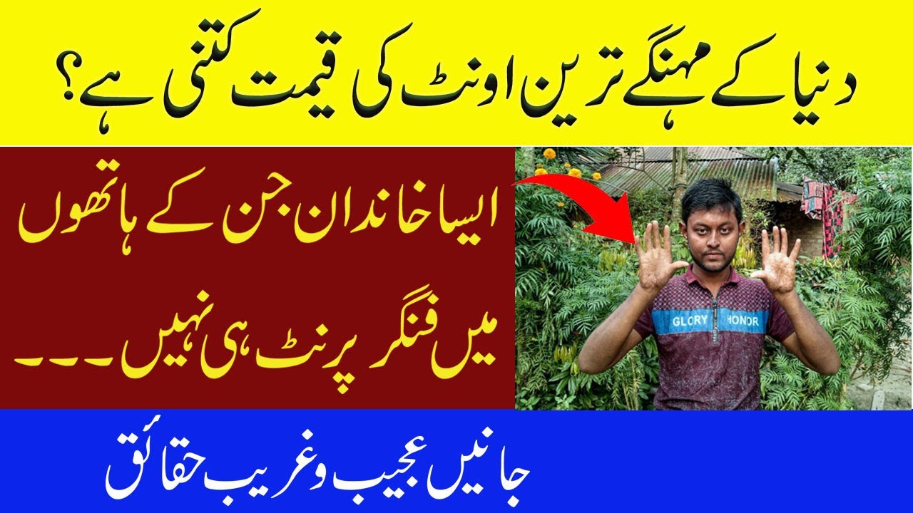 Most expensive camel in the world | دنیا کا مہنگا ترین اونٹ | Professor ...