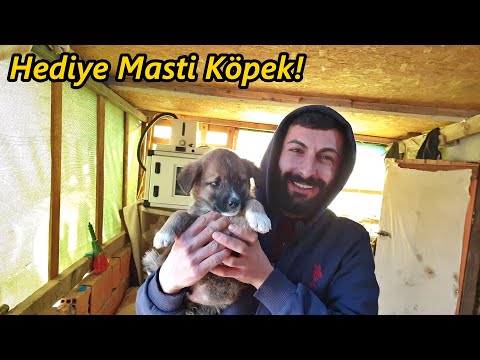 Masti Cinsi Hediye Yavru Köpek Geldi!-Yeni Köpeğim!#Tekirdağ#civciv#köpek#tavuk