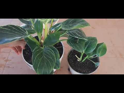 Filidendron ciceyin qabini deyisdirdim.Filidendron ciceyin coxaltmasi