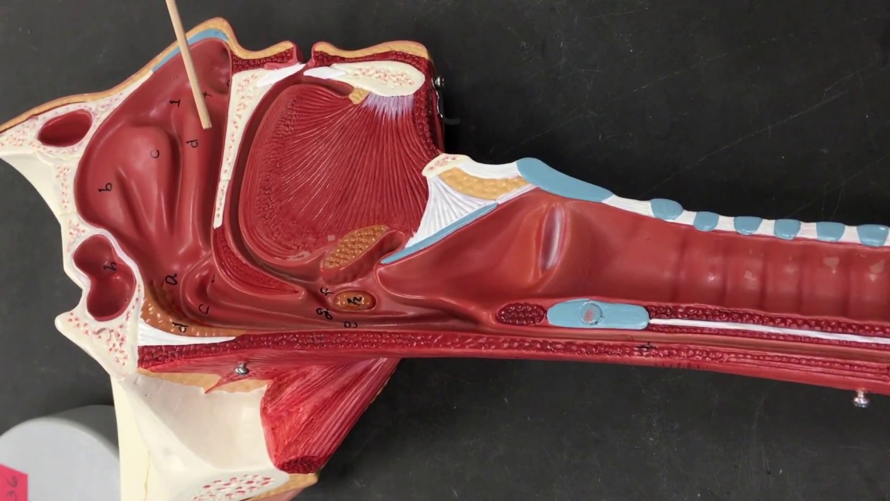 Respiratory System - Head and Pharynx - YouTube
