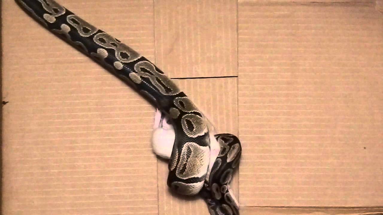 My snake Pickle eating.. - YouTube