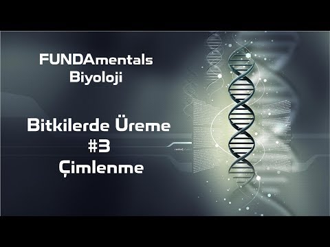 Bitkilerde Üreme #3 Çimlenme