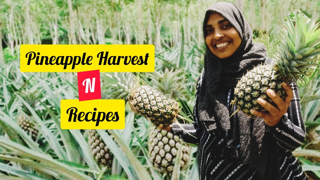 Pineapple Harvest/Pineapple Puttu /Pineapple Fish Curry/Pineapple Rice ...